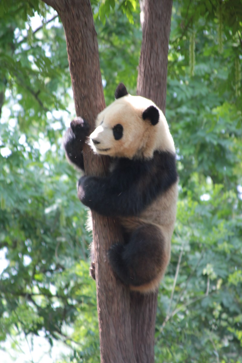 Panda Pandemonium – Crozier's China and our adventures